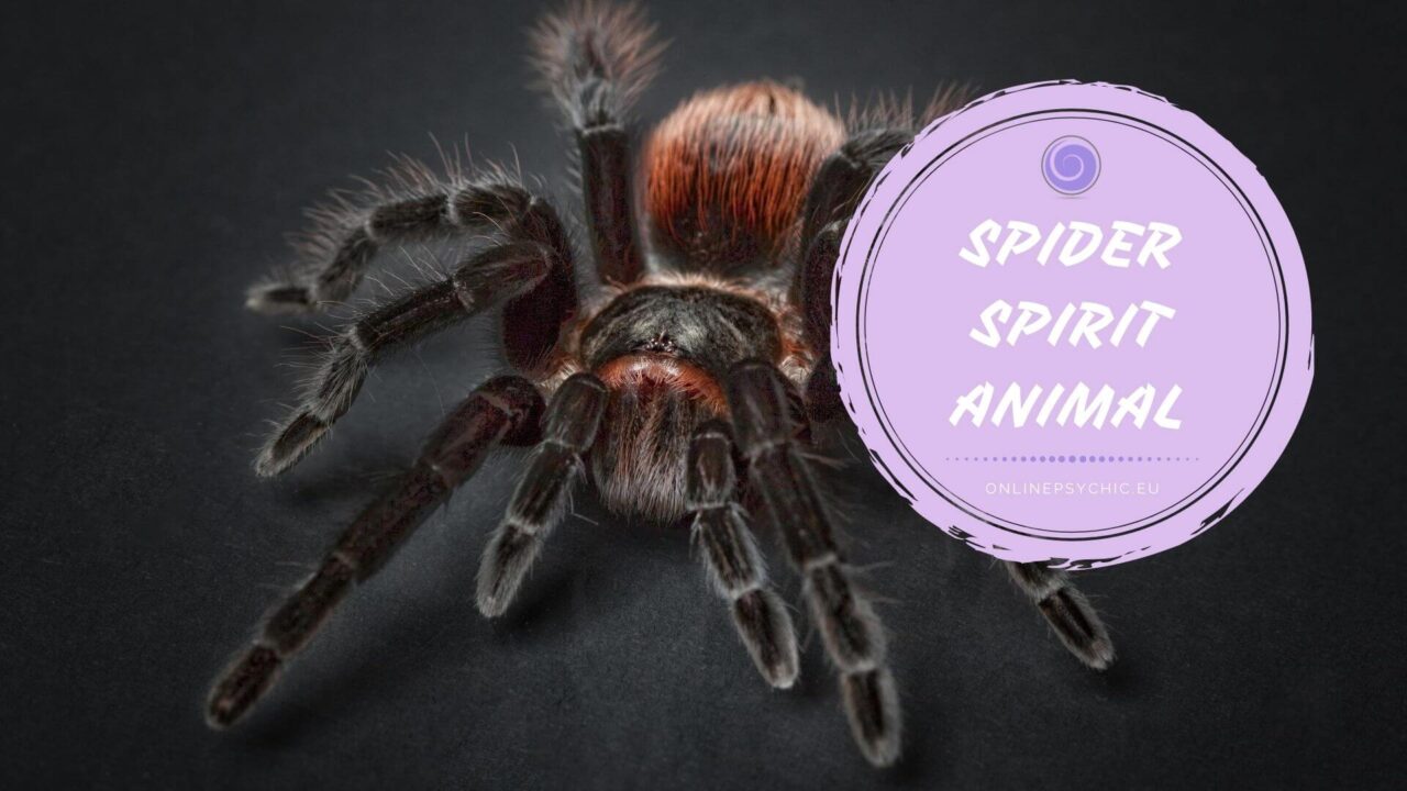 The Spider Spirit Animal Guide | Symbols & Meaning | Totem, & Power ...
