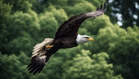 December Spirit Animal - Symbolism & Meaning - Zen or Zen